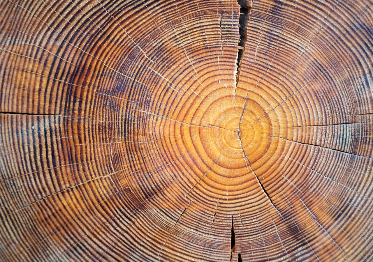 Two extreme cold events discovered from Arctic tree rings