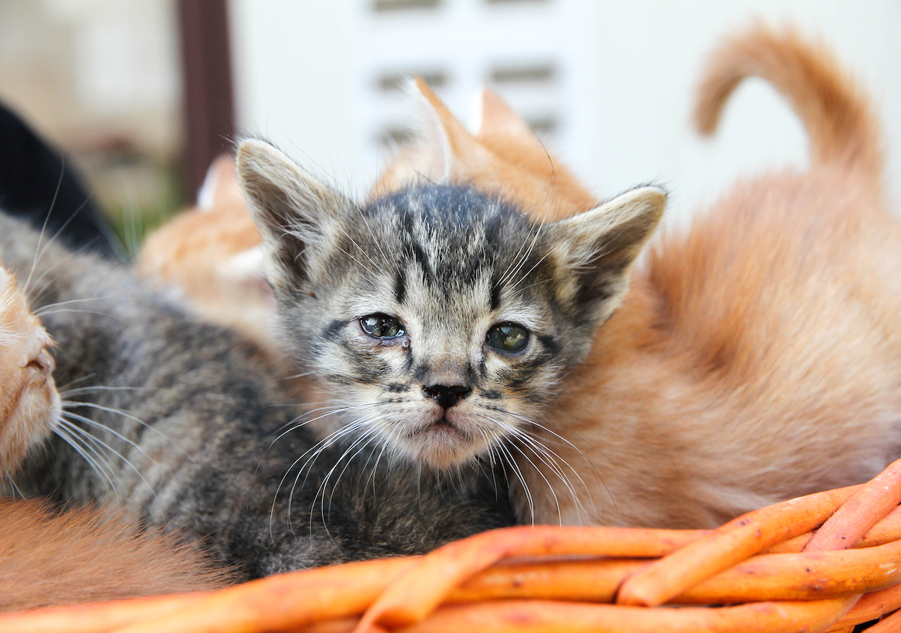 Deutsche Katzen müssen kastriert werden: Straßenkatzenpopulation wächst ...