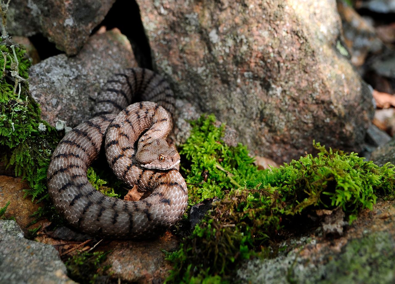 Dix espèces de serpents vivent en France : comment bien réagir en cas ...