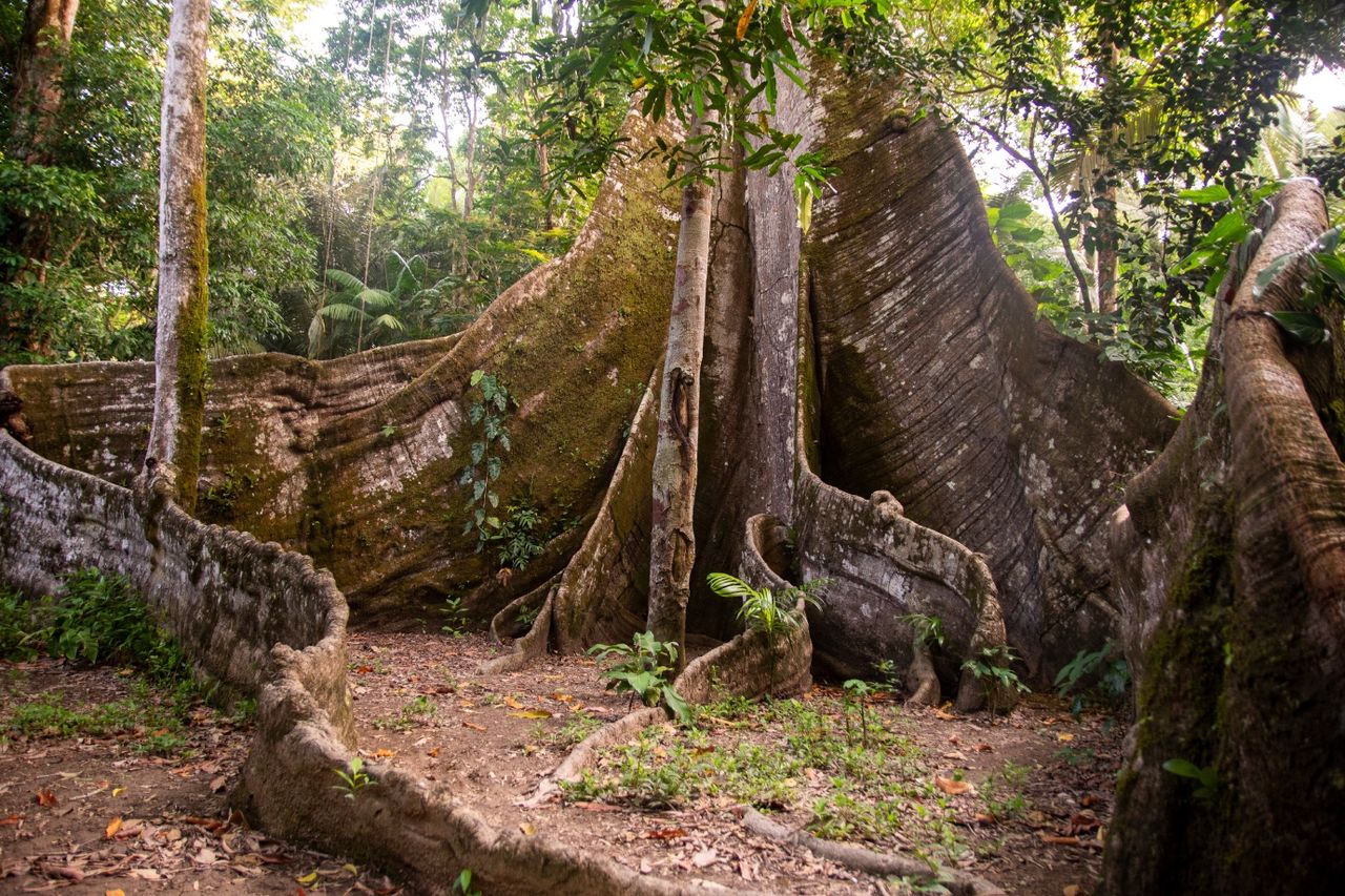 Do solo à copa: o “ritmo” escondido que diferencia florestas lentas e ...