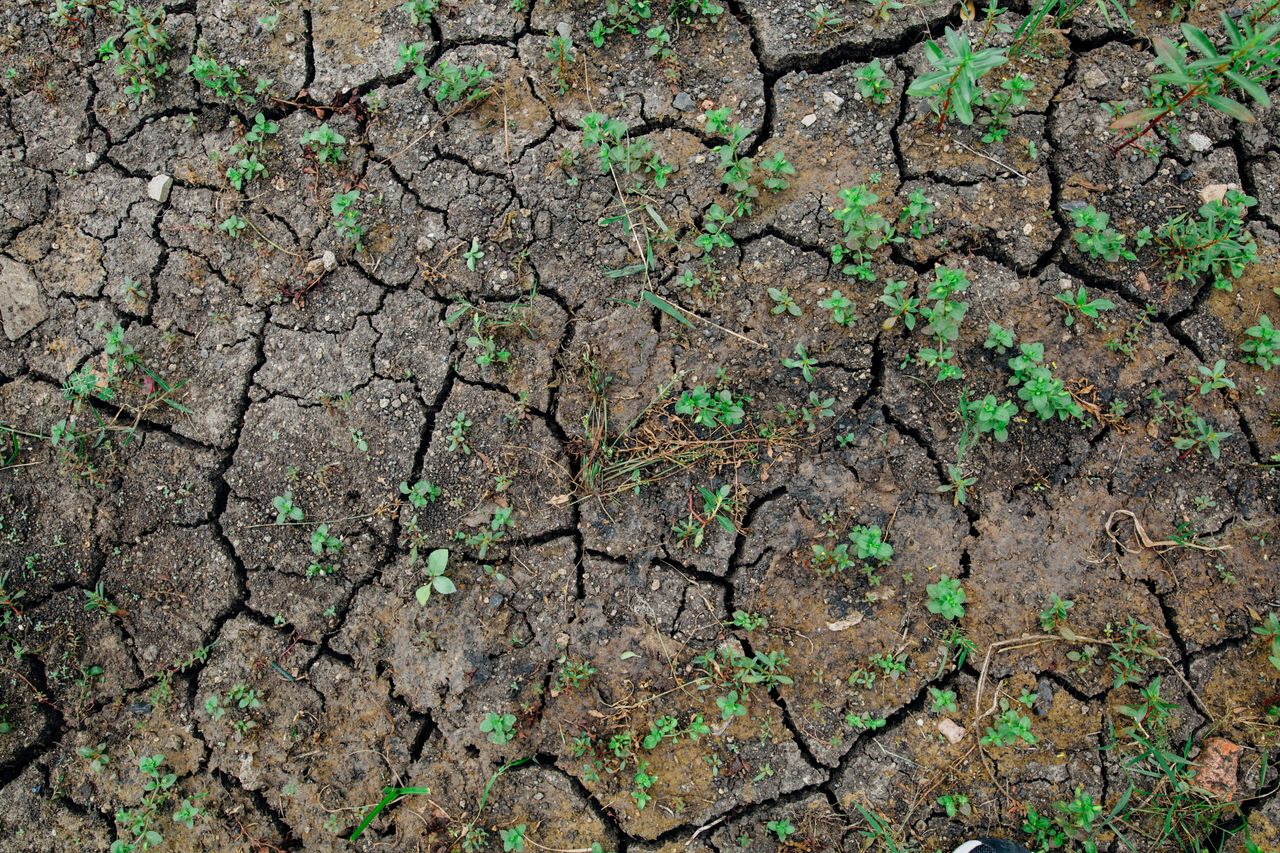 Drought Strikes the Everglades: A Deepening Crisis for Florida’s Ecosystem