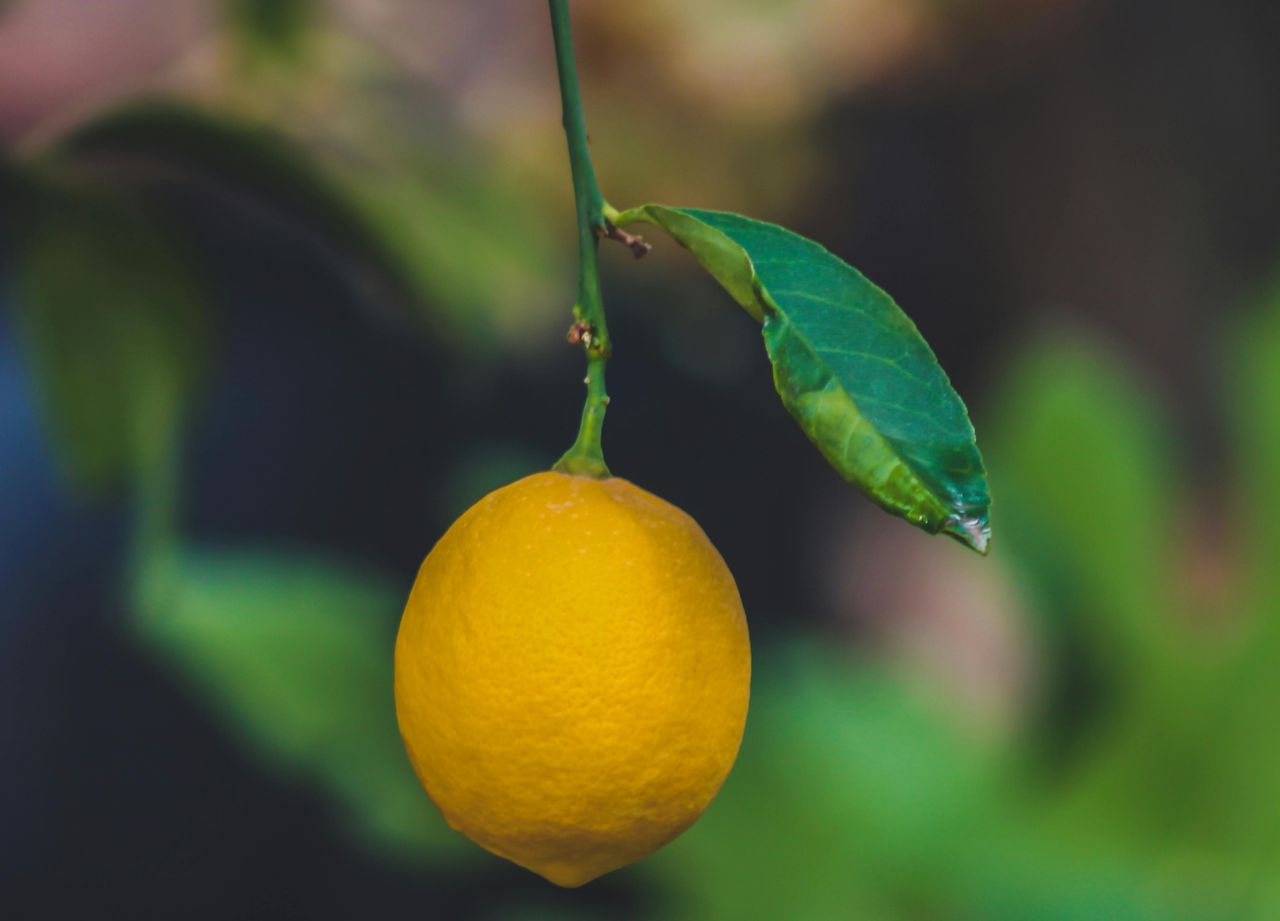 Dwarf Lemon Trees: Big Flavor, Small Space