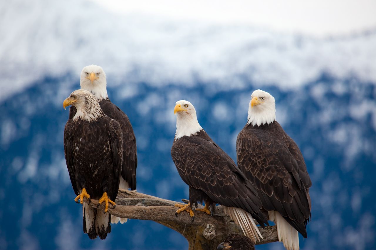 Early Warning Birds: How Climate Change Threatens Vital Forestry Species