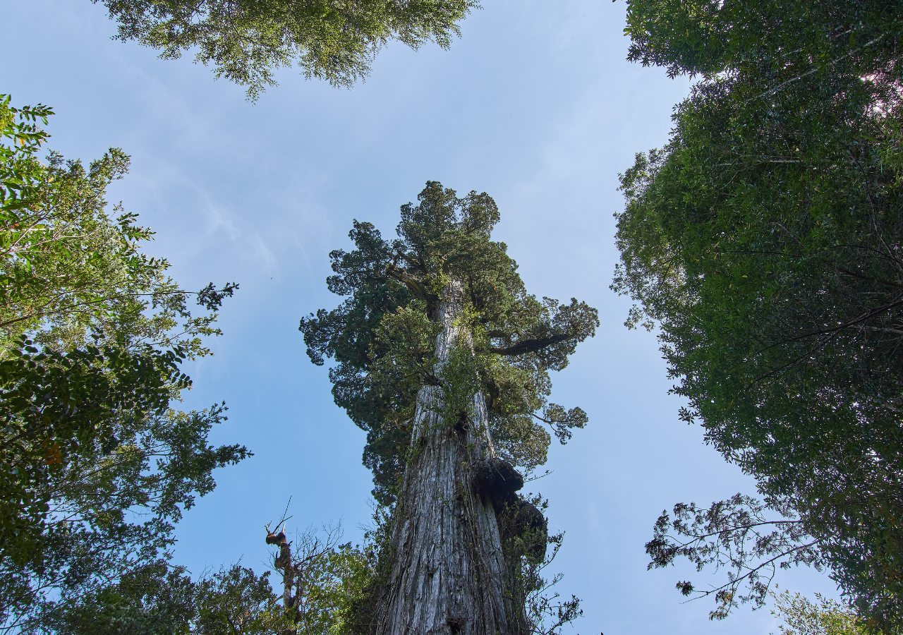 El Alerce: el árbol patagónico que es un archivo climático de 5.000 ...