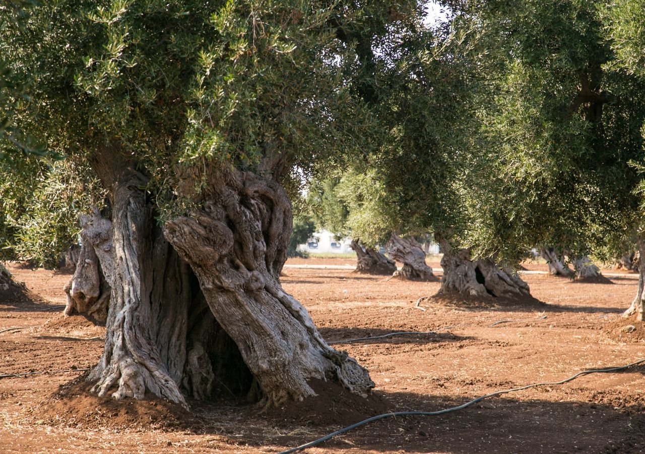 The Ideal Tree For Small Gardens: It Grows Compact And Its Fruit Is A ...