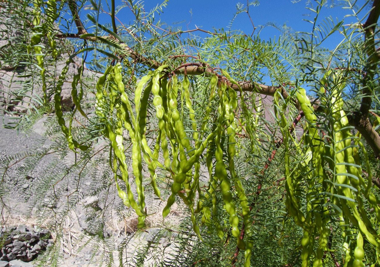 El árbol que desafía el desierto chileno: regala frutos nutritivos ...