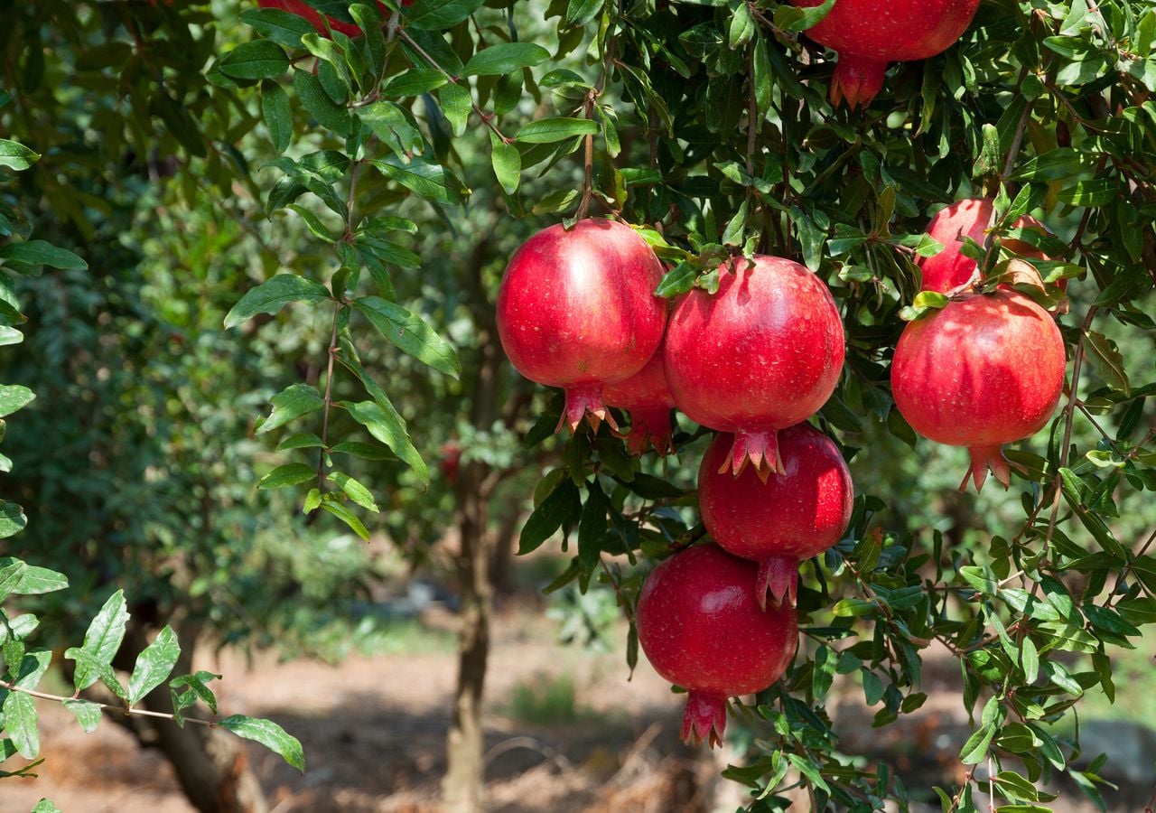 The Tree That Offers Jewels: A Guide to Caring for a Pomegranate Tree ...