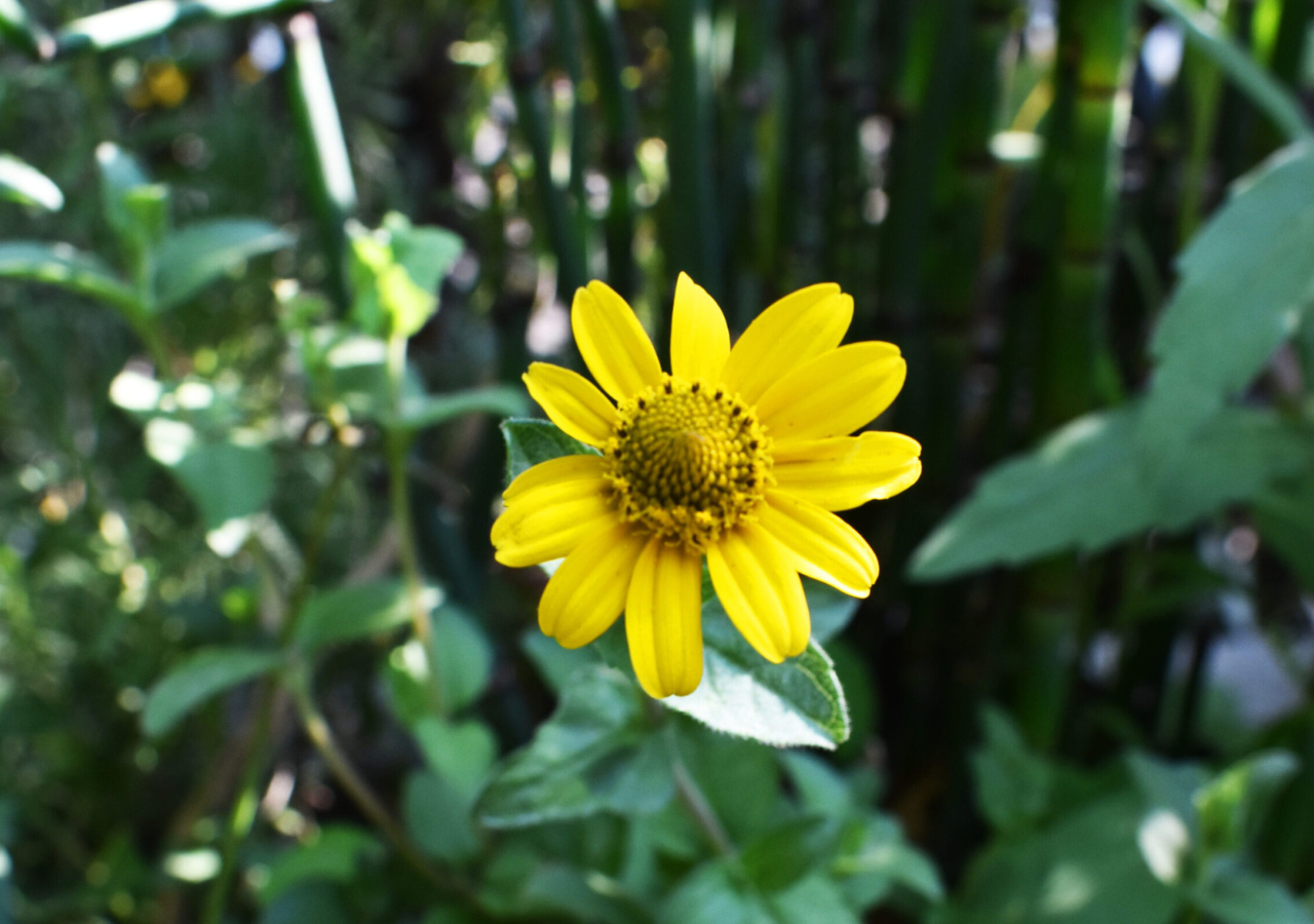 El arbusto que cura y decora: conoce todo sobre el chilcuague o raíz de ...
