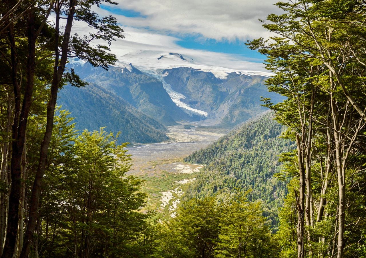 El bosque templado lluvioso del sur de Chile que parece sacado de una ...