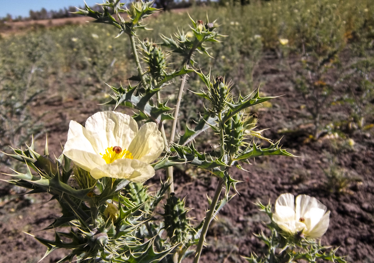 El chicalote blanco, la planta que curaba a los antiguos mexicanos