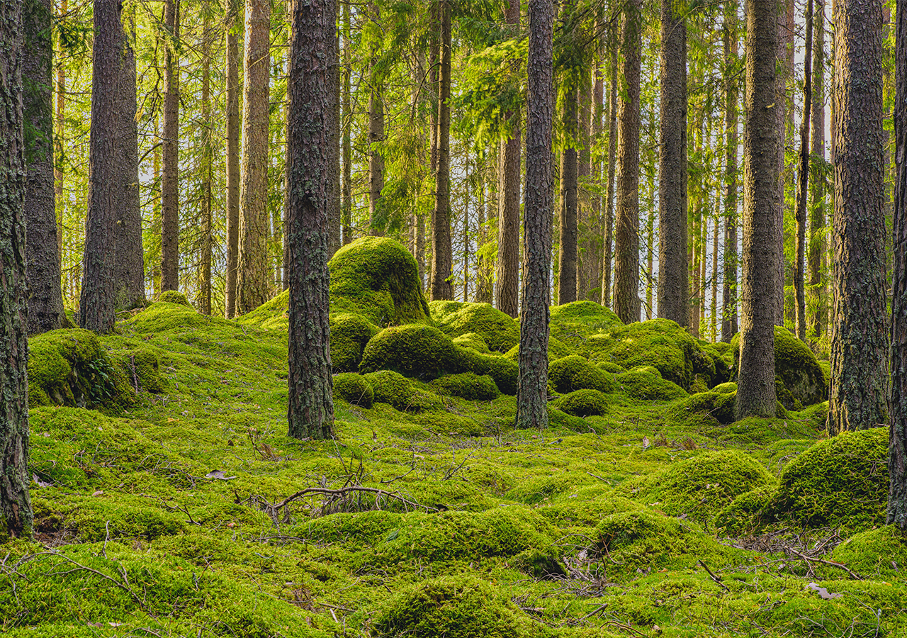 Le CSIC et le CREAF le confirment dans la revue Nature : les forêts d ...