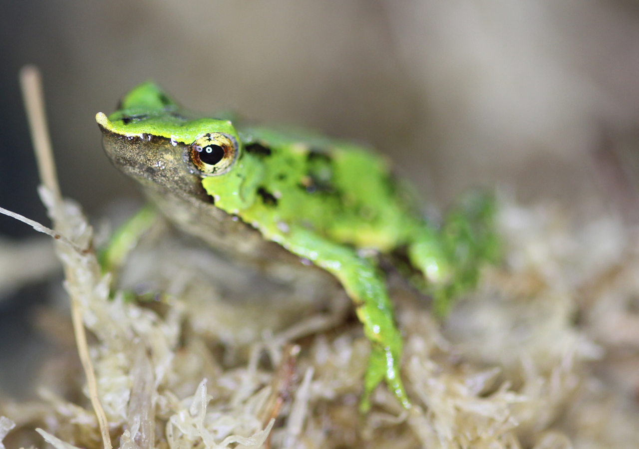 El desafío de rescatar a la ranita de Darwin del hongo que está ...