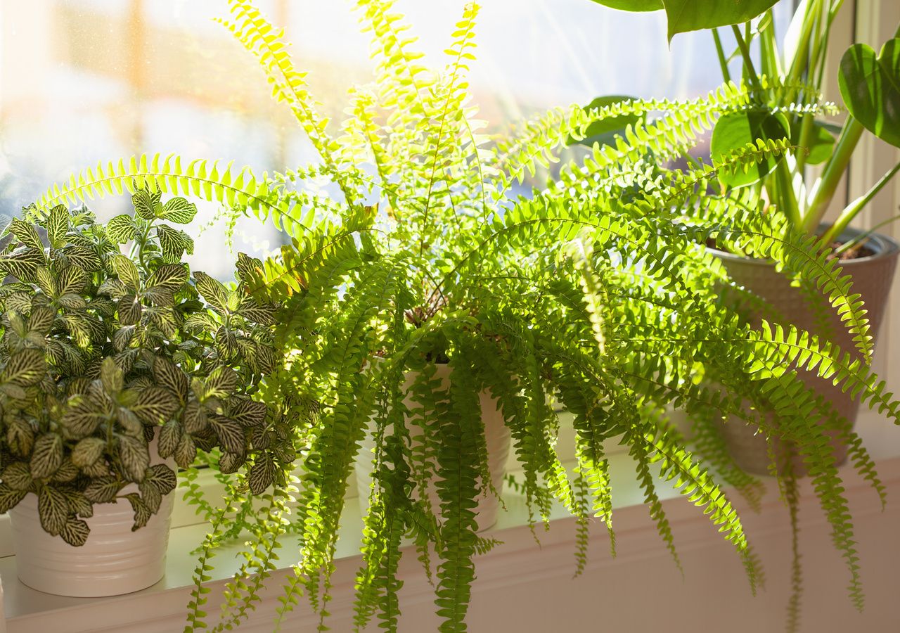 The fascinating life cycle of ferns and their love for moisture