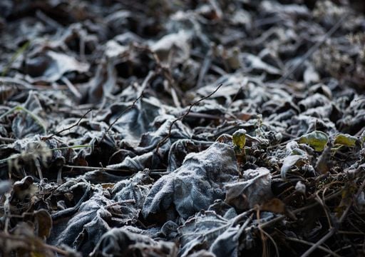 Las Plantas Vegetales Y Las Heladas
