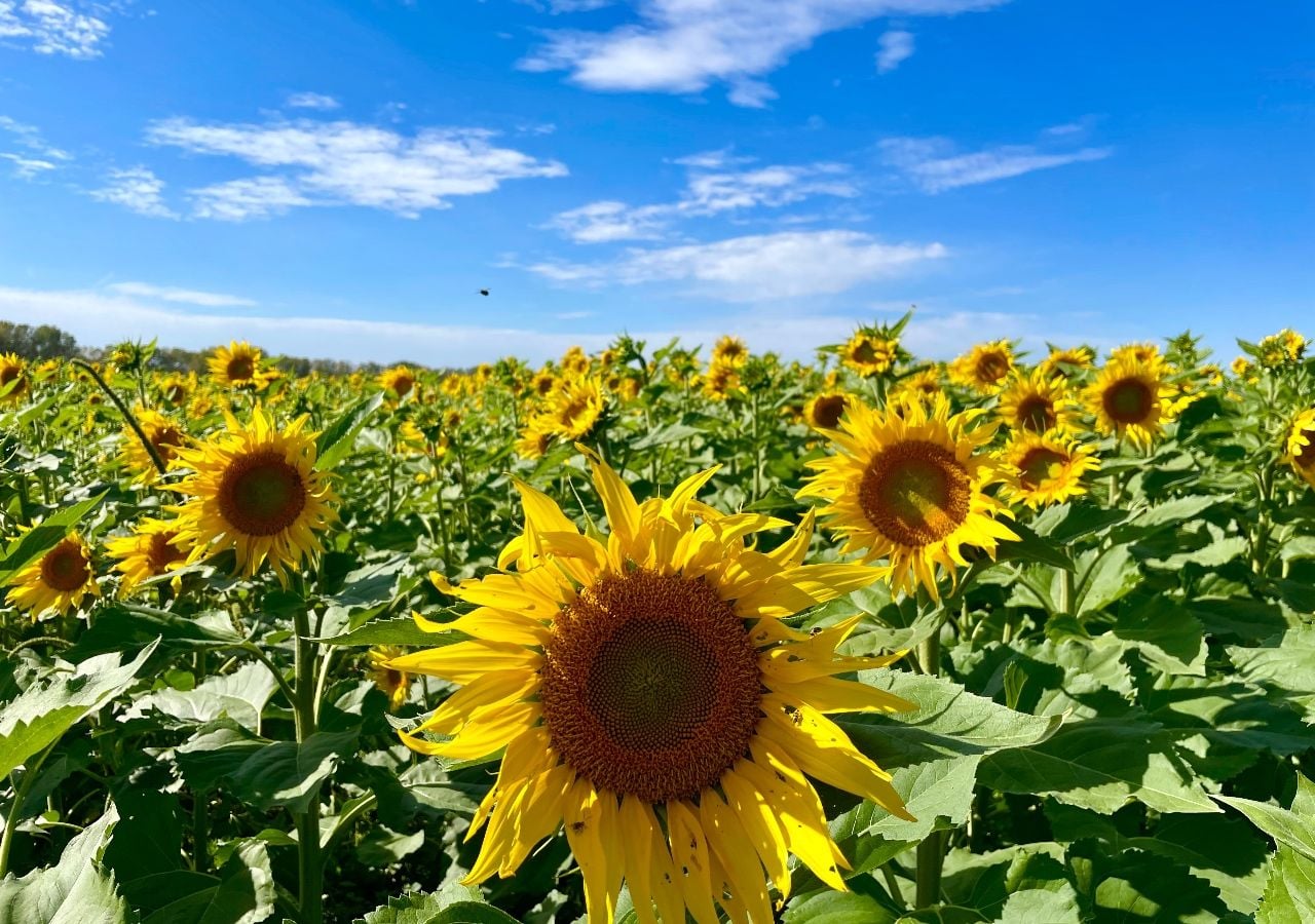 El girasol se expande en Argentina: alcanzaría su segunda mayor siembra ...