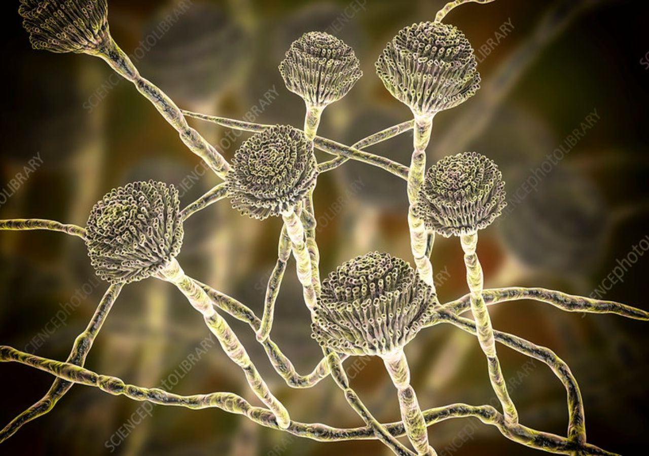 El hongo invisible que amenaza con devorarnos desde dentro: la ...