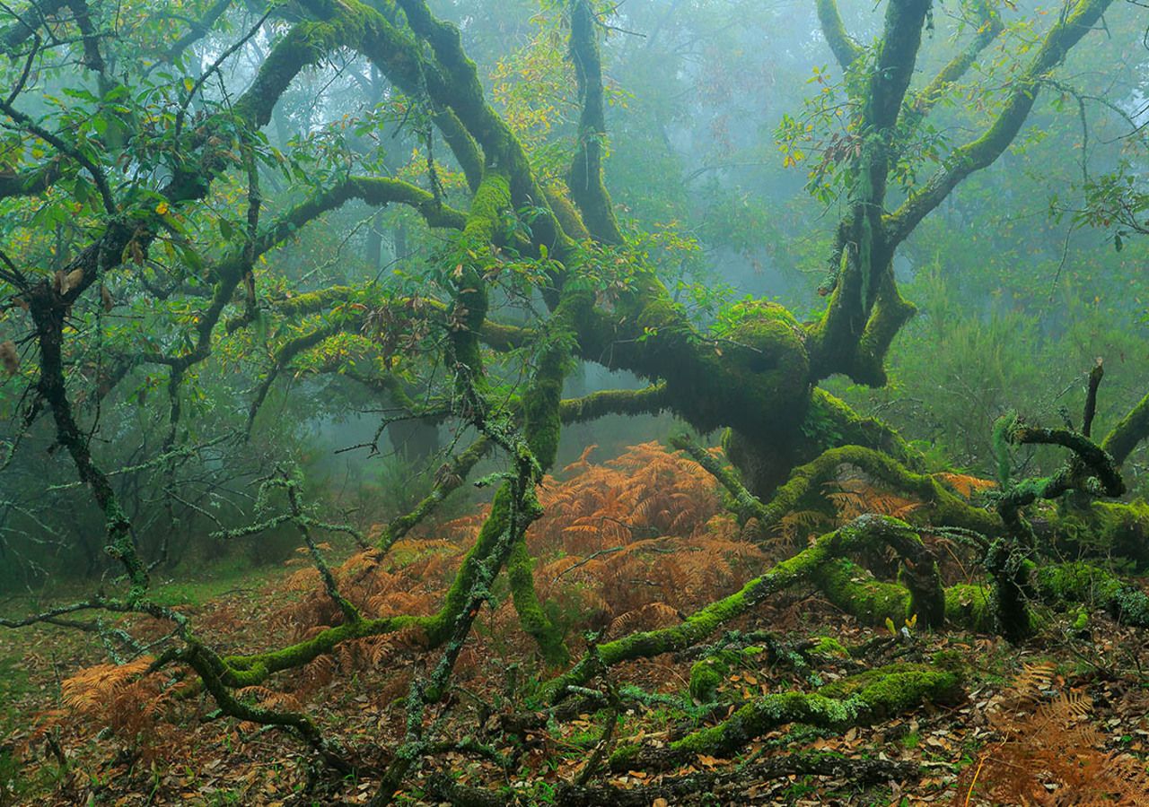 El increíble Bosque de la Niebla: descubre la última 'selva ...