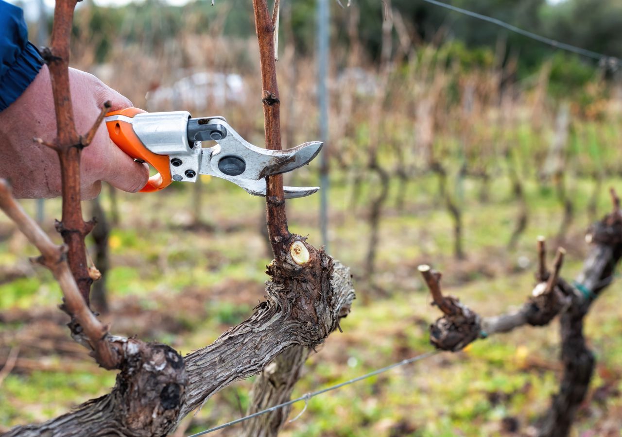 What is the "Weeping" of the Vine? Learn Everything About this Phenomenon