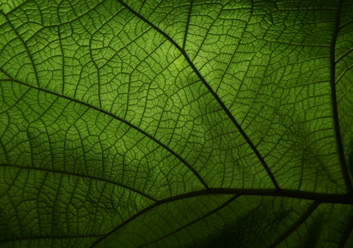 La mitología de las constelaciones: la princesa Andrómeda