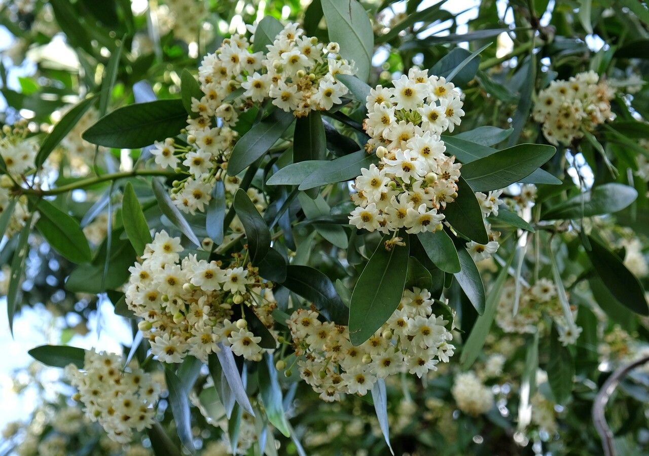 El poder del canelo: medicina, cultura y tradición en un solo árbol