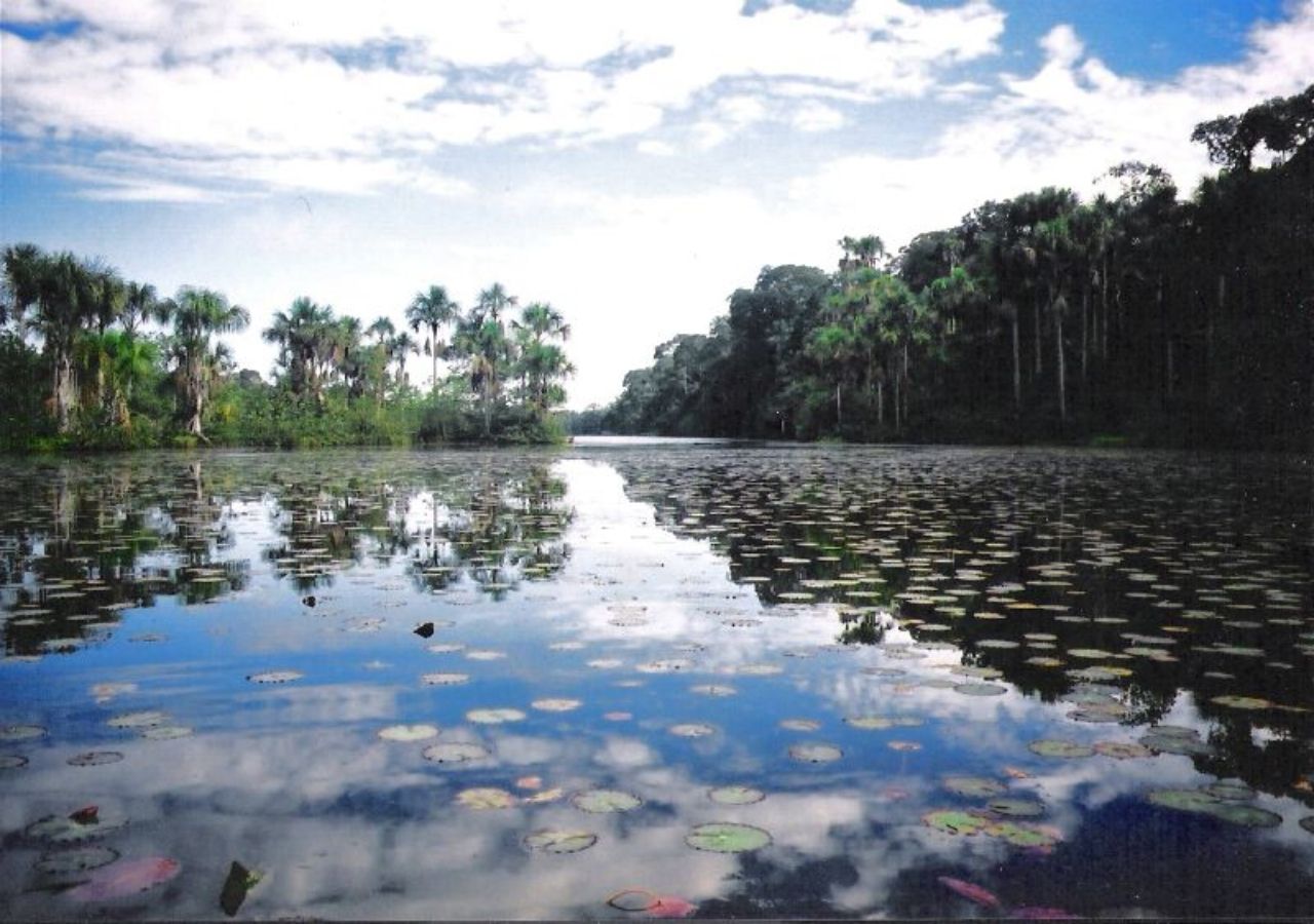 El "pulmón secreto" de la Amazonía se apagó: por primera vez en décadas ...