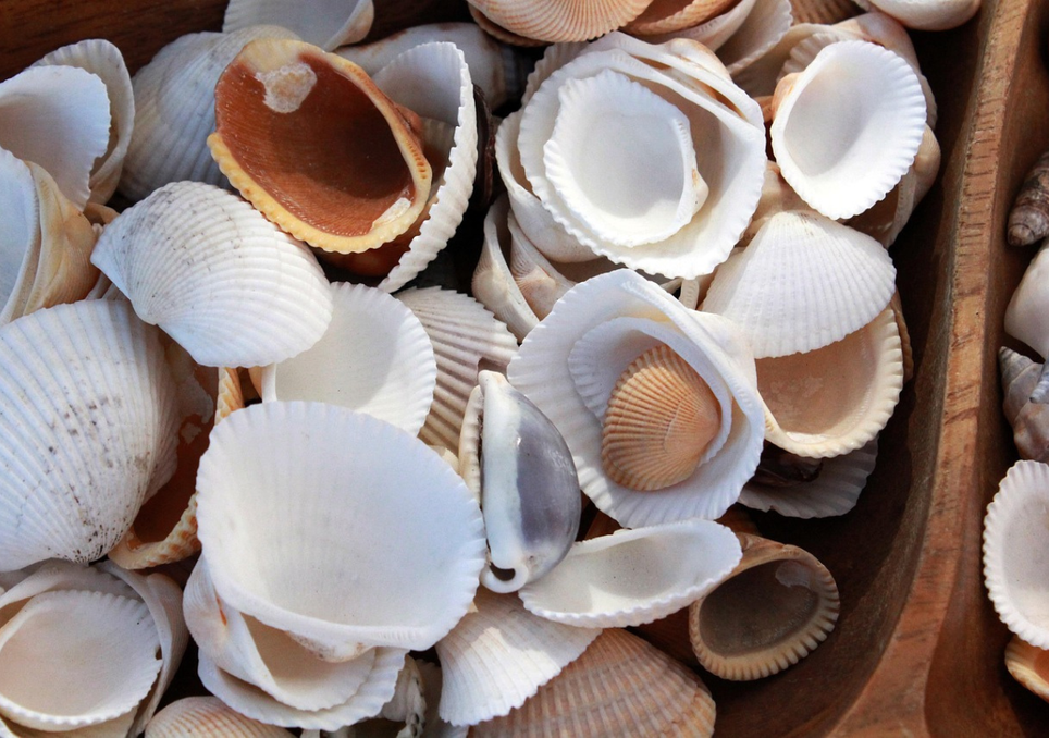 El turismo está llevando las conchas marinas a la extinción: los ...