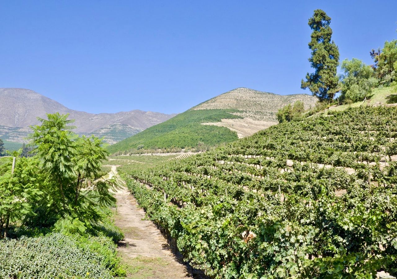 El Valle del Aconcagua celebra su vendimia con fiesta folclórica a la que se puede ir en tren ...