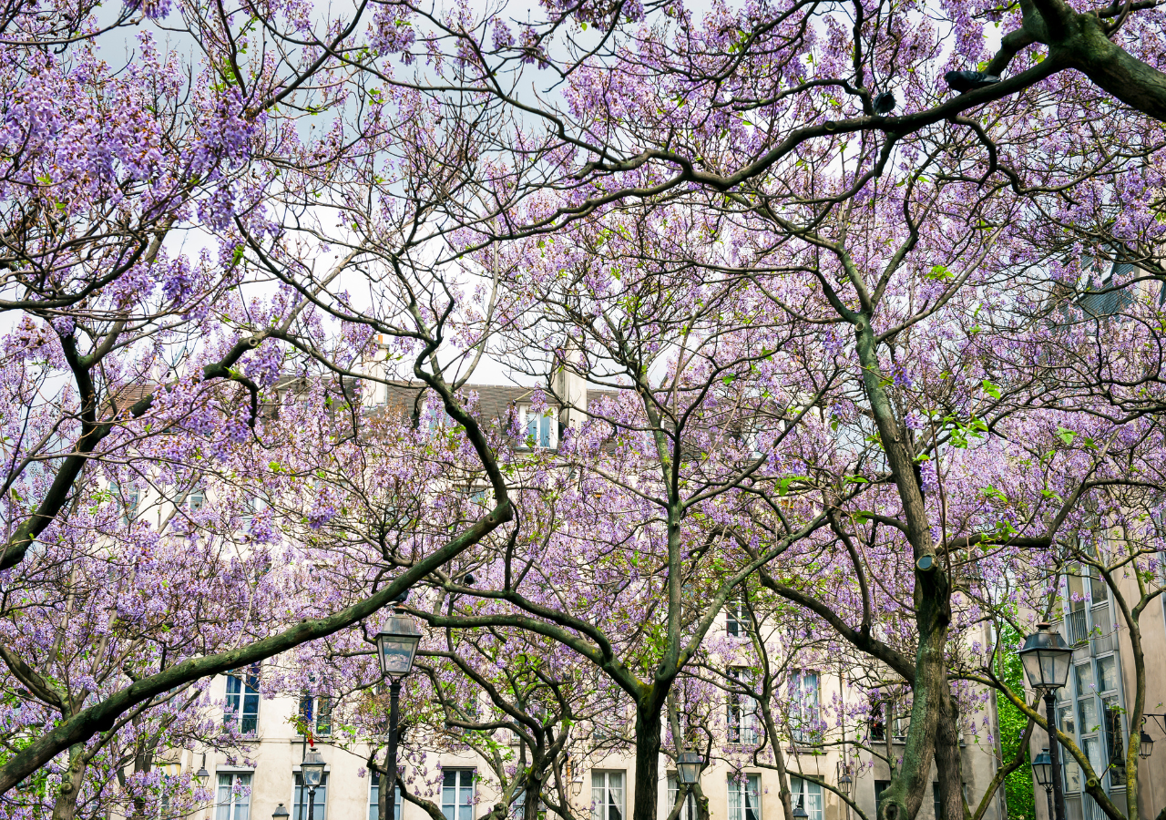 Elegance and Shade in Your Garden: Discover the Tree That Grows up to 5 ...