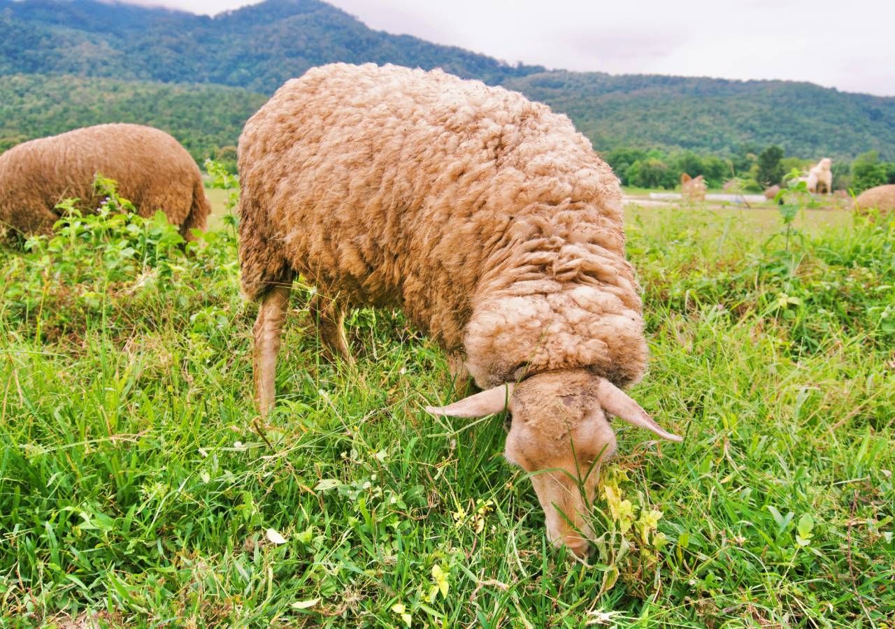 Eliminate brambles from your garden without chemicals: 5 natural and ...