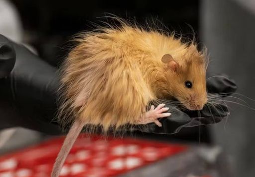 Company creates ‘woolly rat’ in step to bring mammoths back to life by 2028