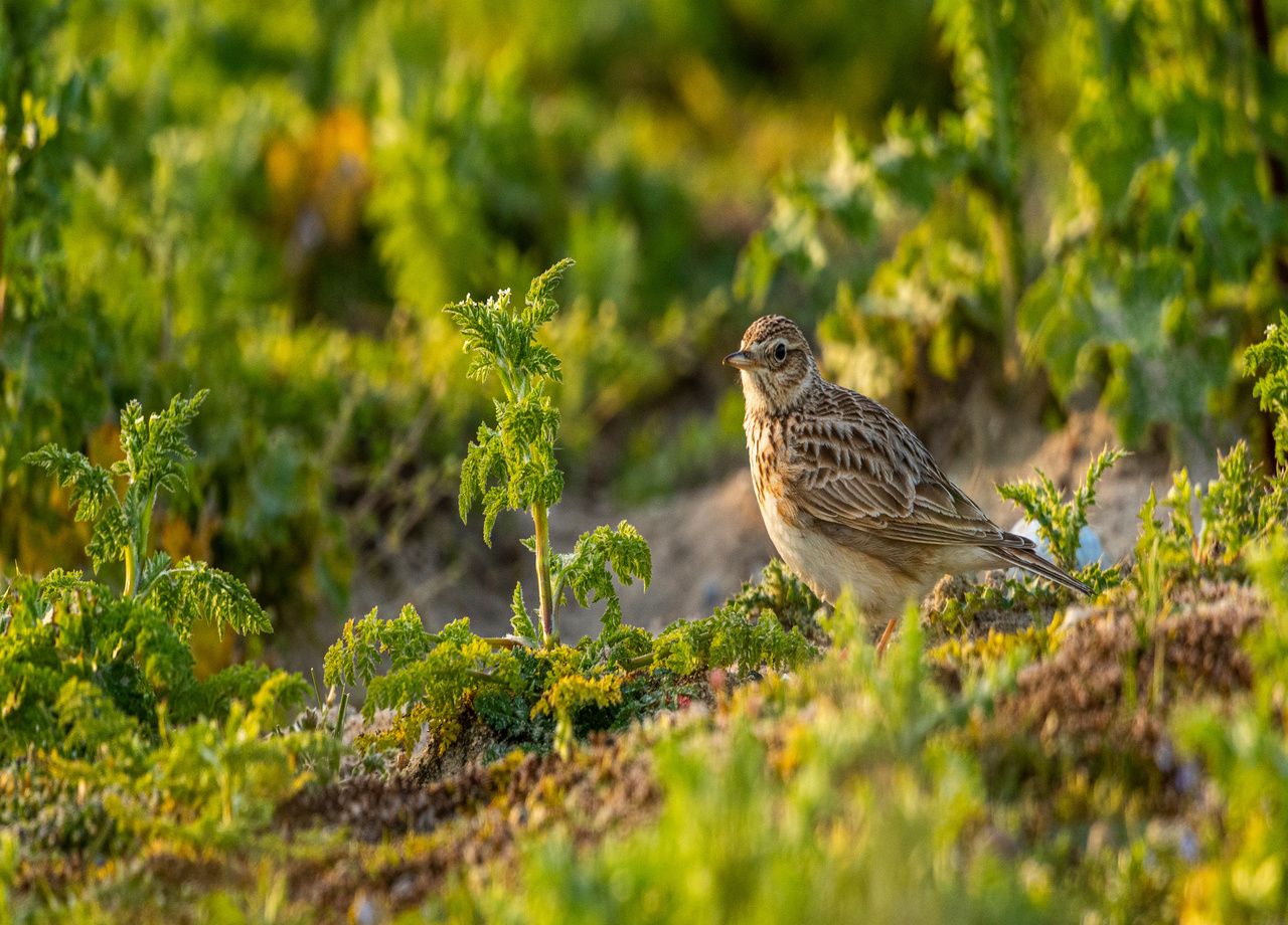 En France, les oiseaux se font de plus en plus rares autour des terres ...