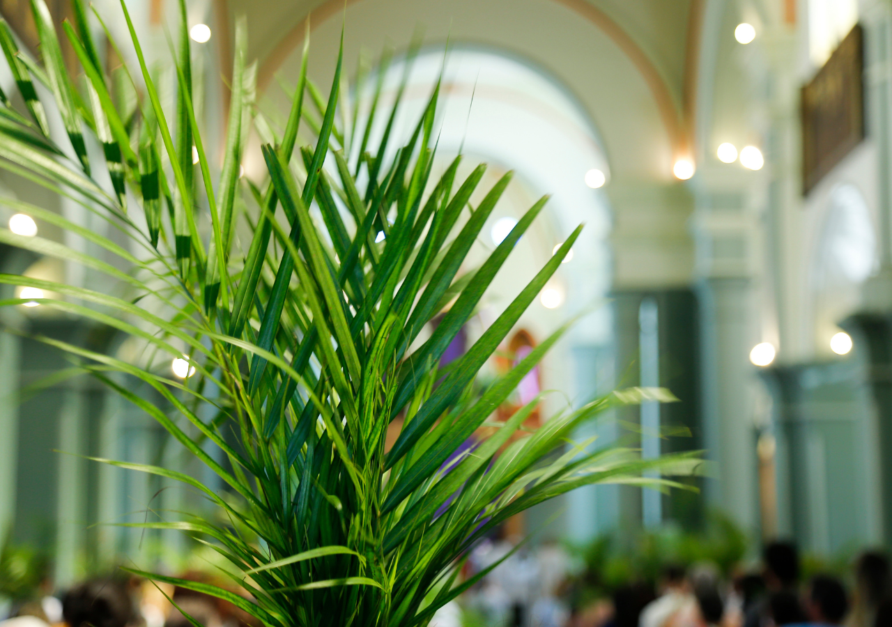 Between olive trees and palm trees: the art and tradition of Palm ...