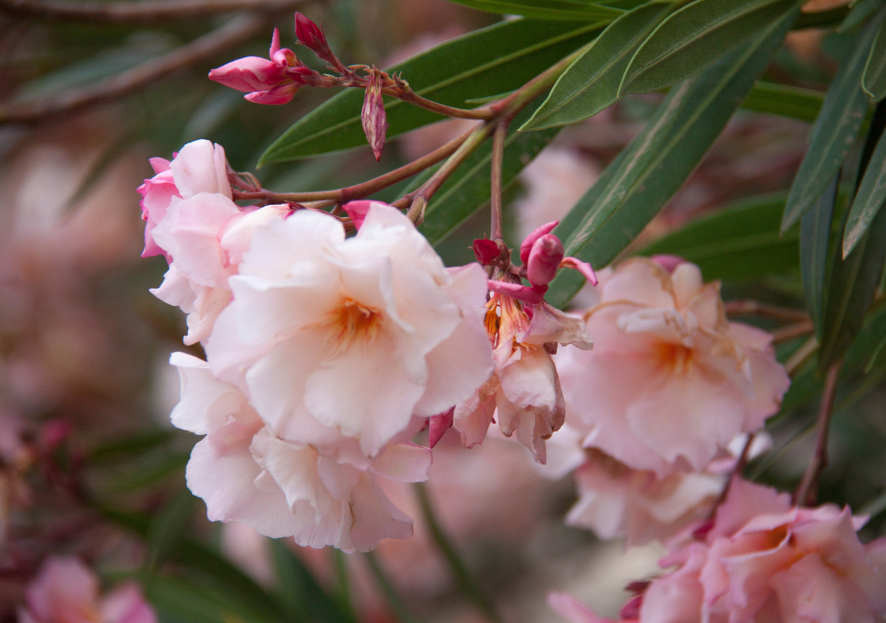 ¿Es seguro plantar adelfas en el jardín? Descubre más sobre esta planta ...