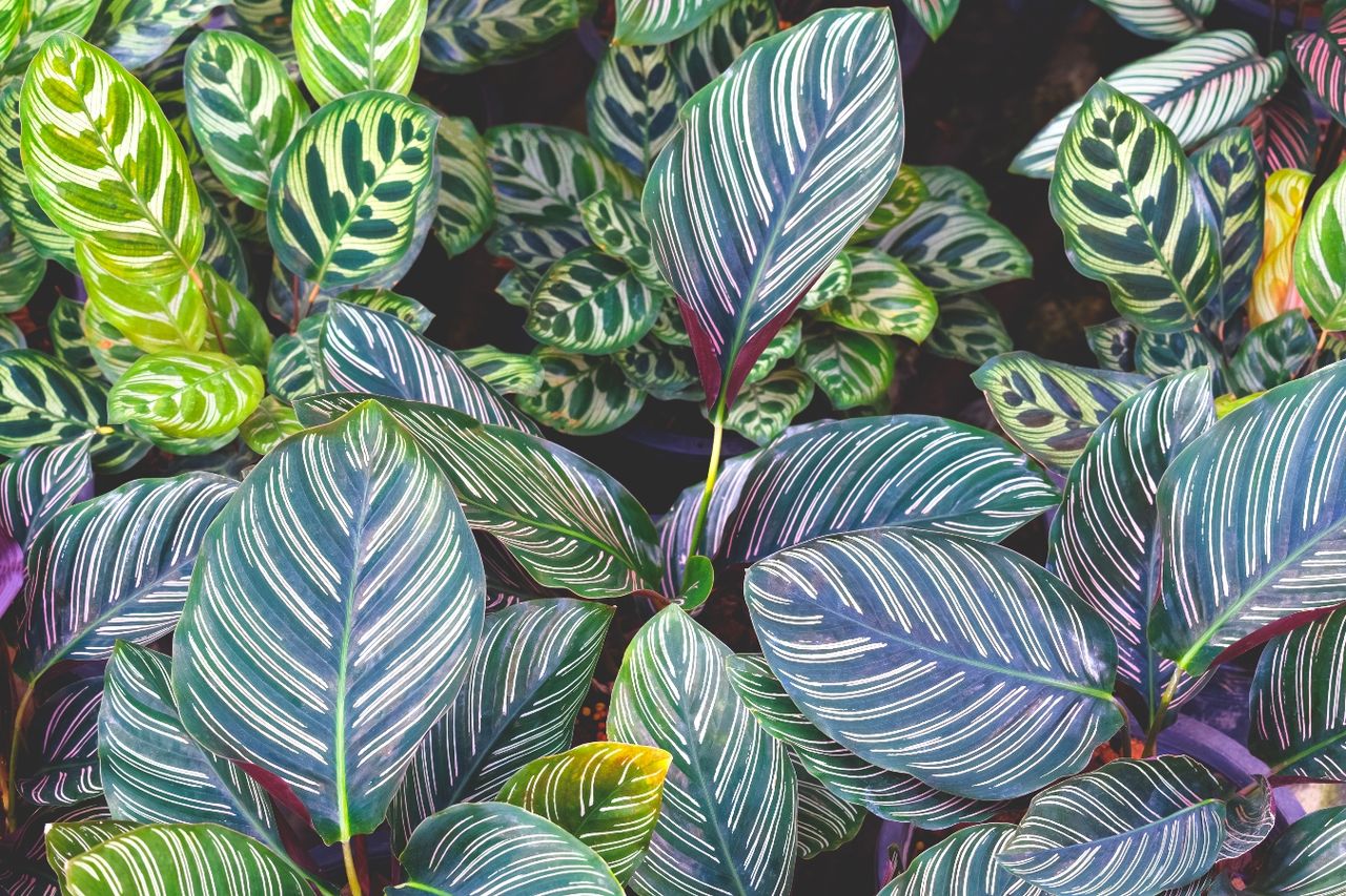 A plant that is a work of art and moves with the sun, ideal for adding ...