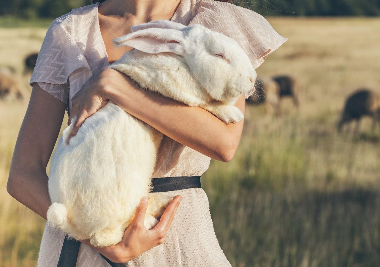 ¿Estará Chile? Los 6 países de Latinoamérica que prohibieron ...