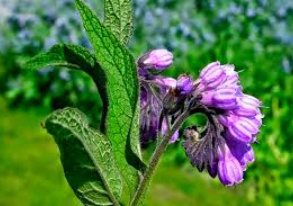 Estas dos plantas repelen insectos y ayudan a mantener el suelo del ...