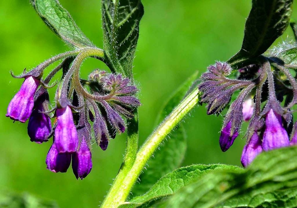 Estas dos plantas repelen insectos y ayudan a mantener el suelo del ...