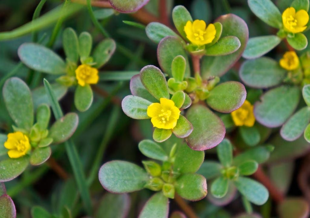 Estas dos plantas repelen insectos y ayudan a mantener el suelo del ...