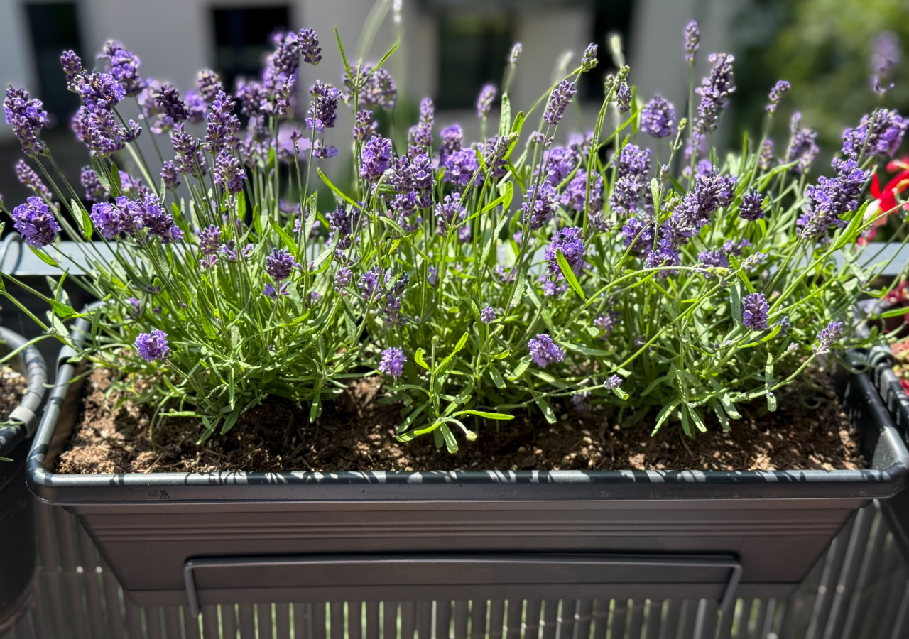 Ejemplos De Flores En Macetas Los 10 Bulbos De Flor Más Bonitos Para