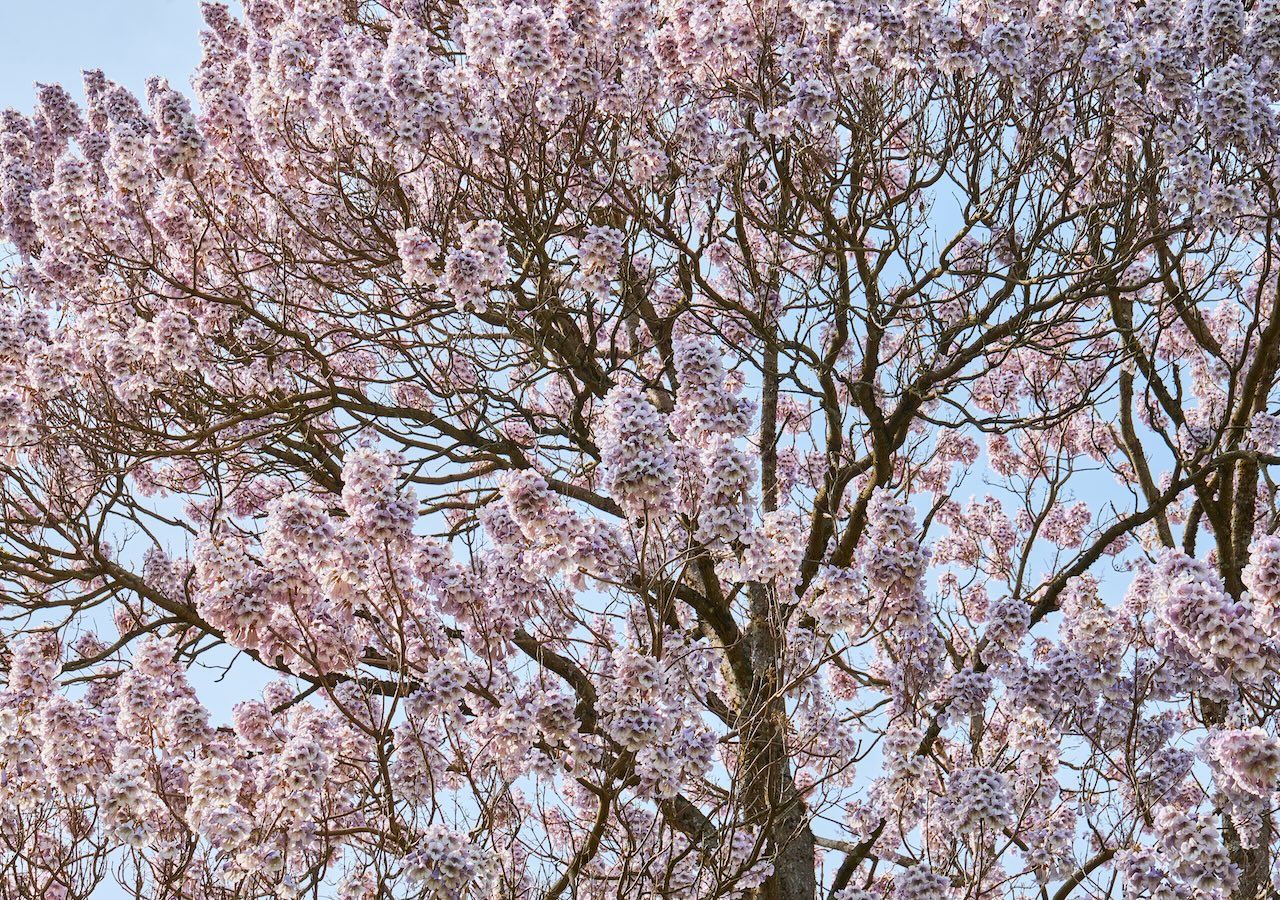 This tree can grow up to 2 metres a year and will be your best shade in ...