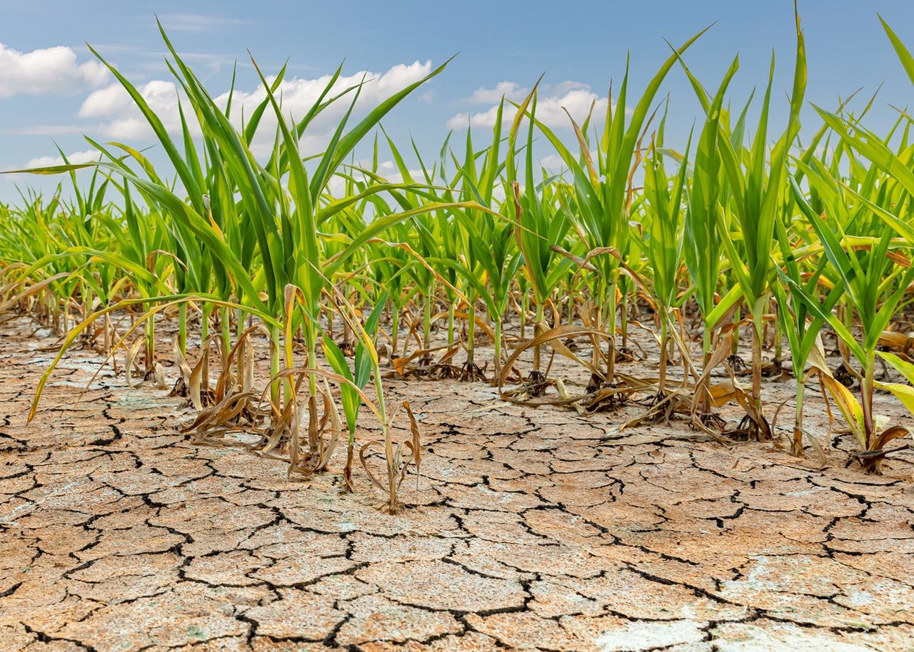 La sequía arrasa México: estos son los estados más afectados por la falta de agua