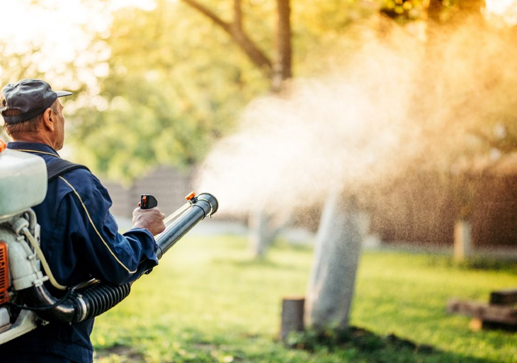 Estudio del CONICET identifica mosquitos del dengue resistentes a los ... Estudio del CONICET identifica mosquitos del dengue resistentes a los ...