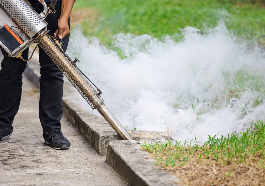 Estudio del CONICET identifica mosquitos del dengue resistentes a los ... Estudio del CONICET identifica mosquitos del dengue resistentes a los ...