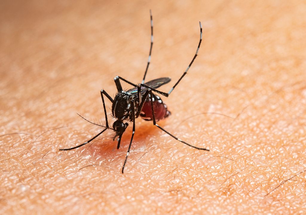 Estudio del CONICET identifica mosquitos del dengue resistentes a los ... Estudio del CONICET identifica mosquitos del dengue resistentes a los ...