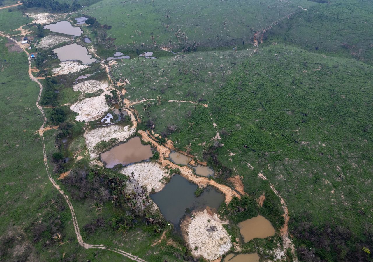 Estudo revela que árvores da Amazónia criam chuva na seca com água ...