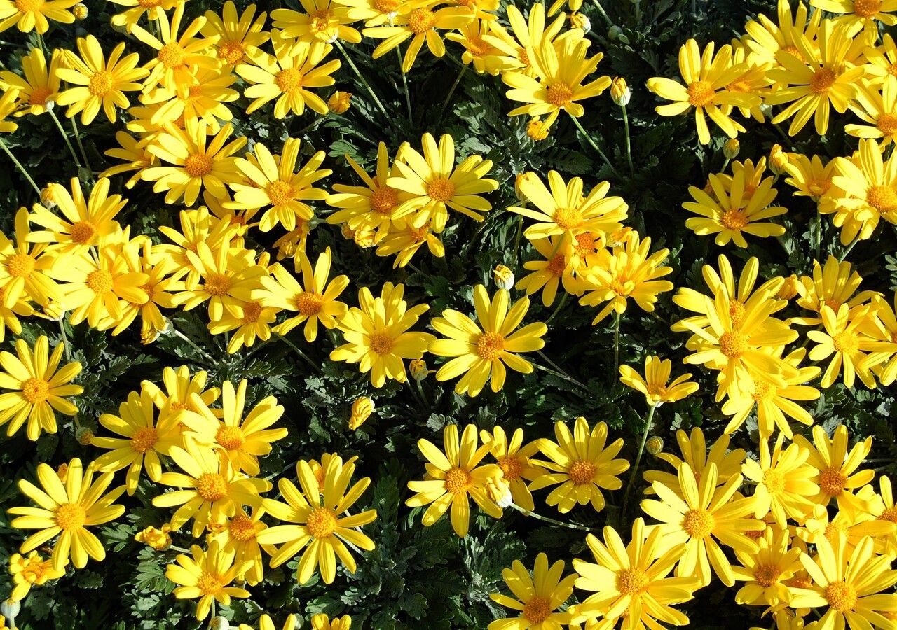 Euryops pectinatus, la margherita gialla sudafricana che illumina l’inverno