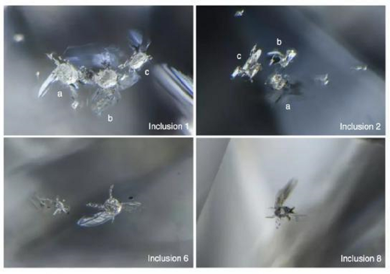 Water discovered under the Earth's crust: how did it get there?