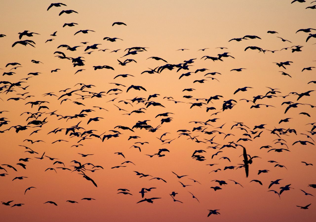 Extreme weather events pose a risk to migratory birds
