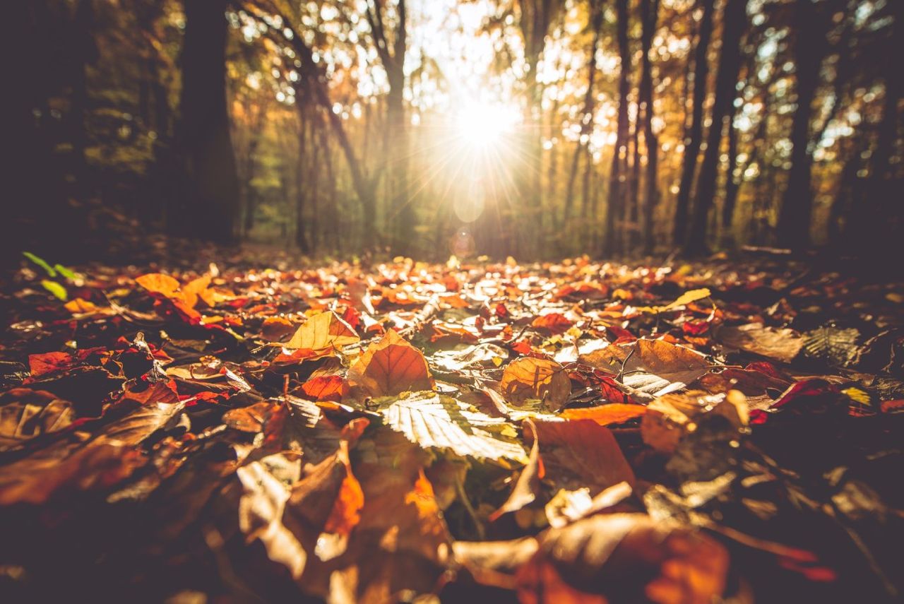 Fall Isn't What It Used to Be - The Season Has Warmed Since 1970 For ...