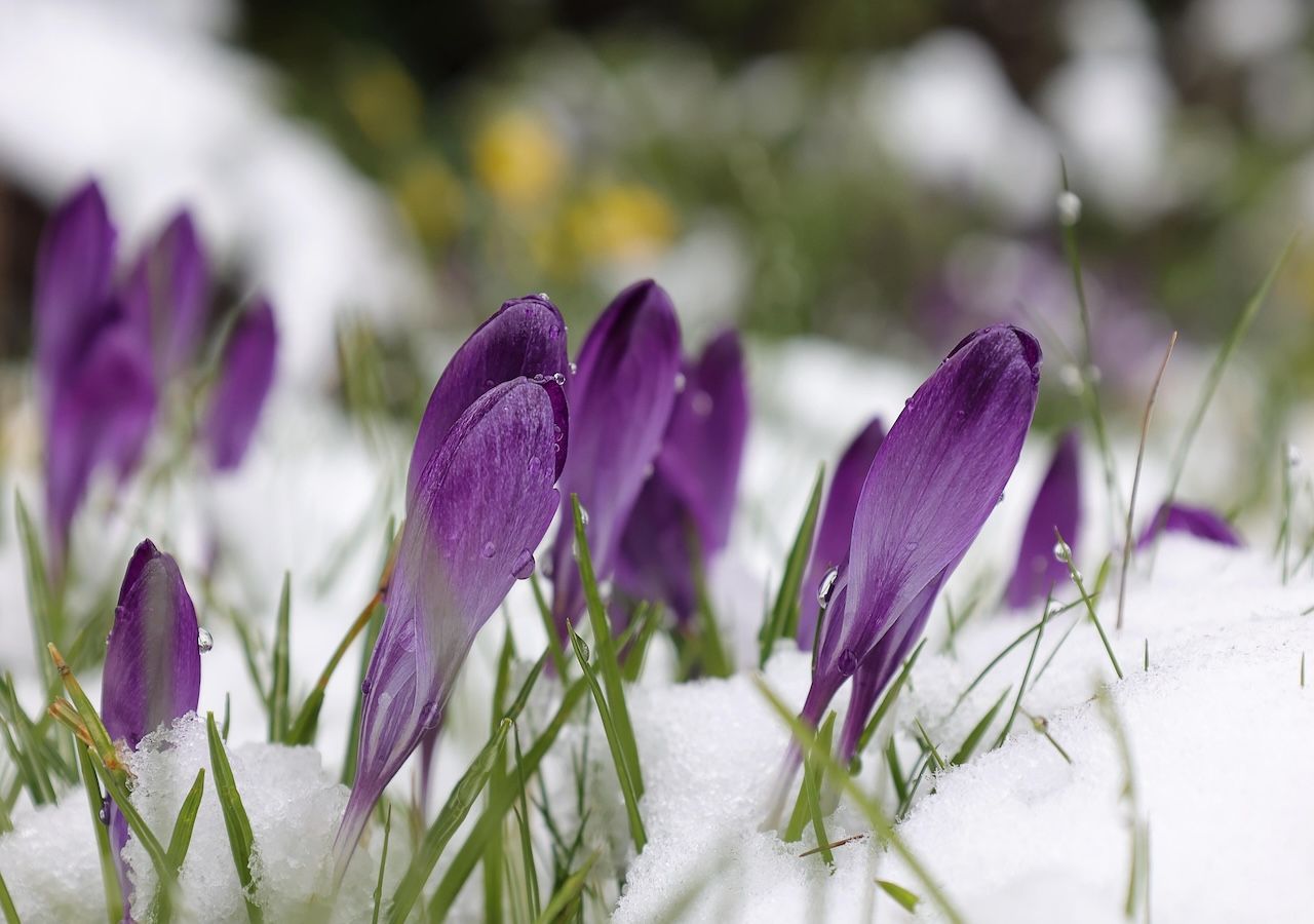 False spring over: The specific day London faces a ‘sudden’ return to ...